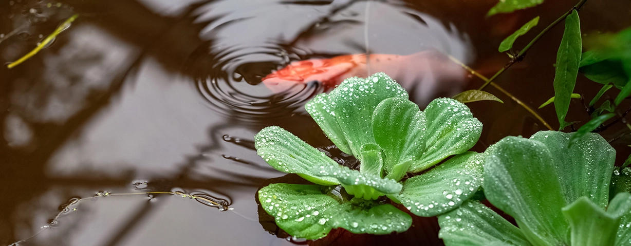 Choose the Right Pond Supplies for Your Koi Pond or Water Garden - Pump ...